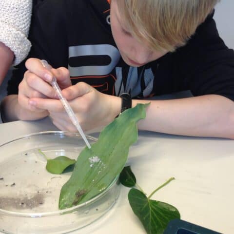 Bionik - Natur inspiriert - digilep